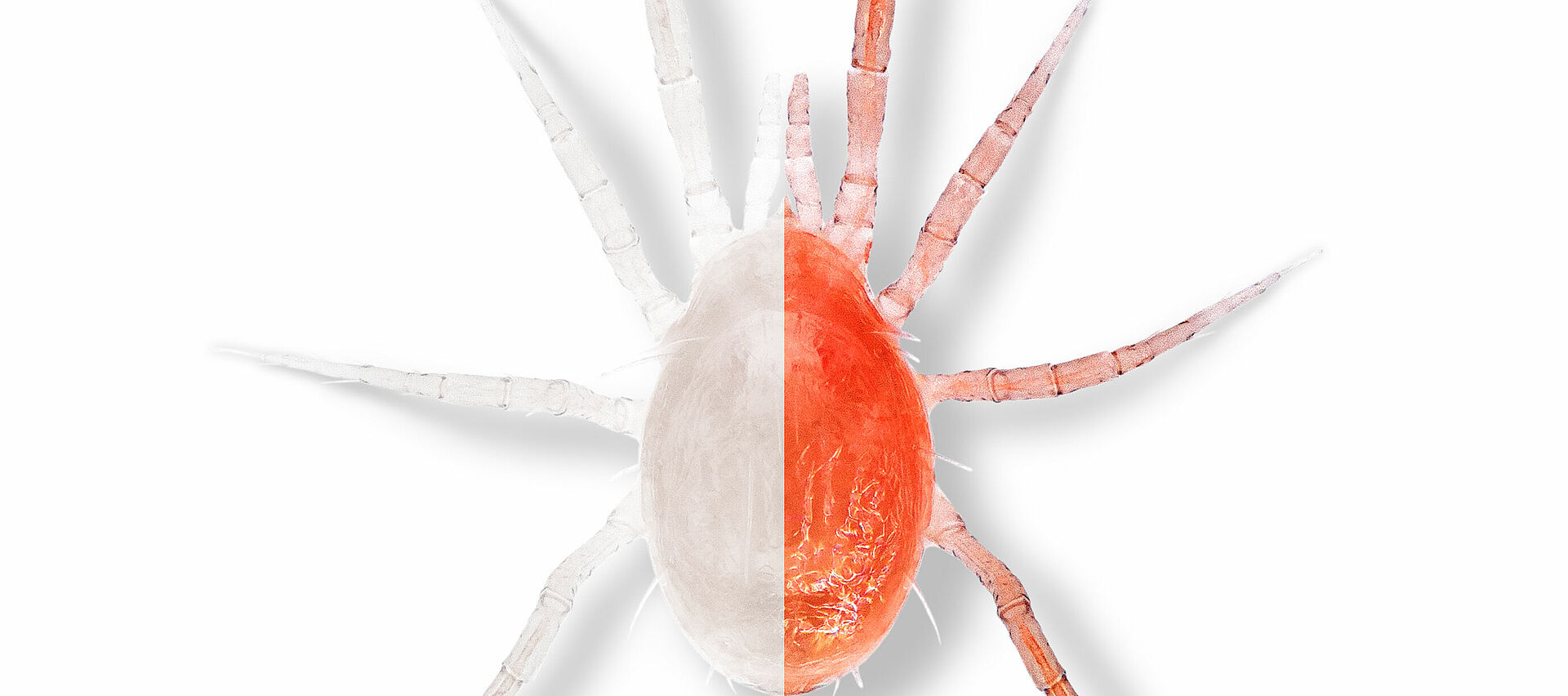 Spidex Vital: Ihr vitaler Partner in der Spinnmilbenbekämpfung ...