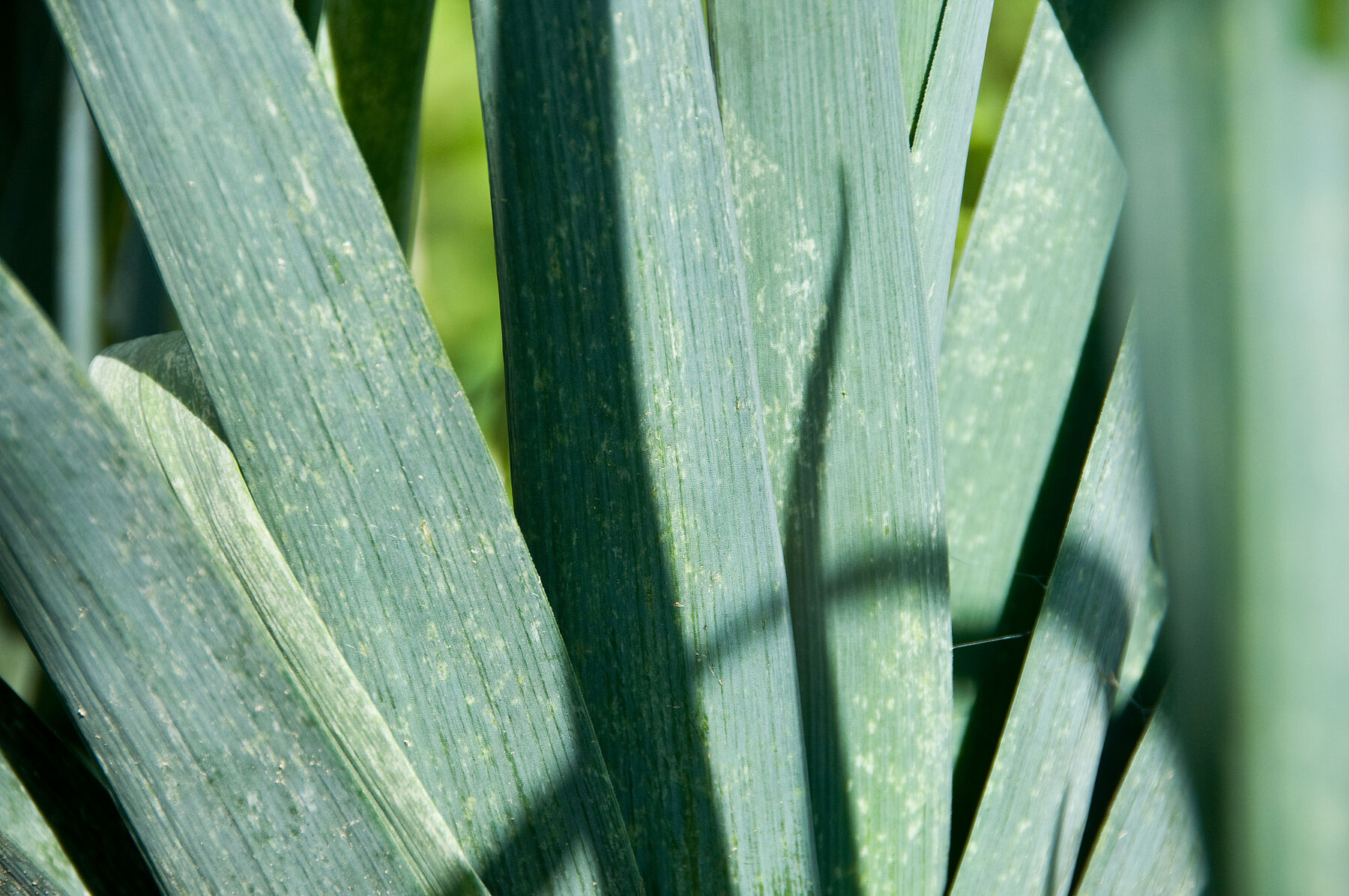Zwiebelthripse - Biokontrolle, Schäden und Lebenszyklus