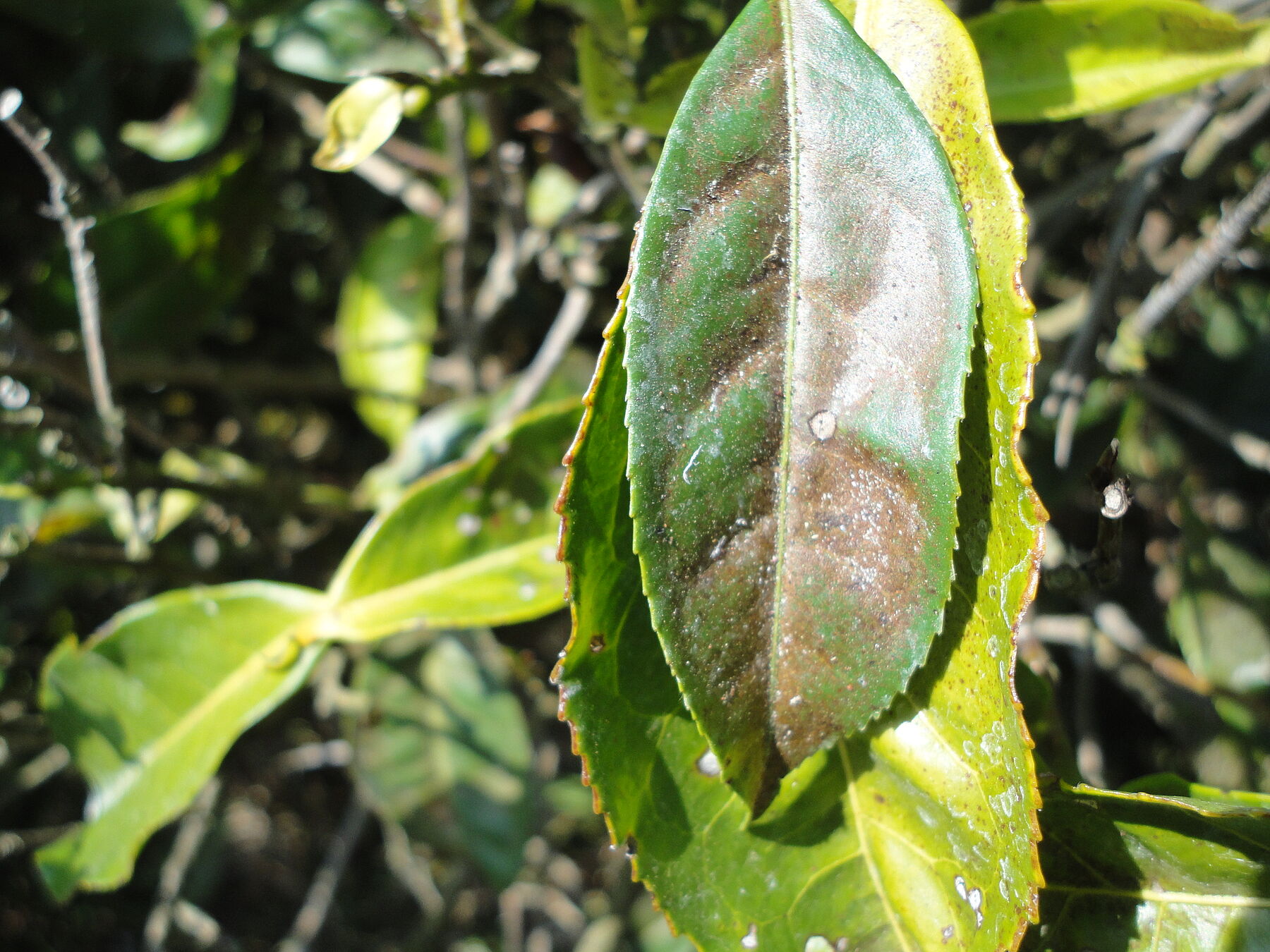 Spinnmilben und andere Schädlingsmilben - Biokontrolle, Schäden und Lebenszyklus